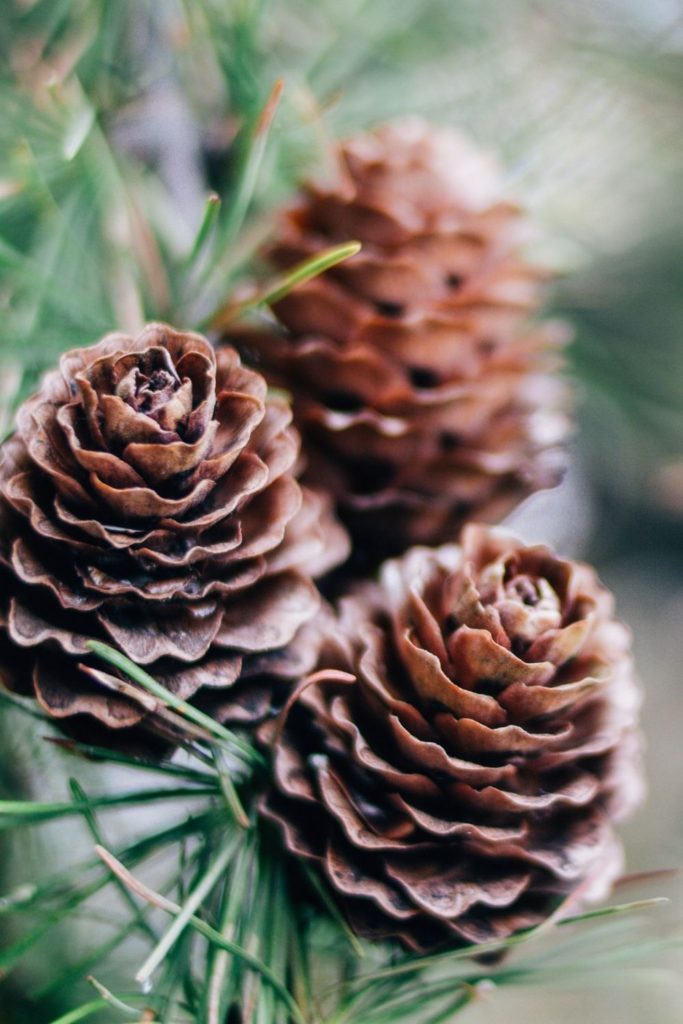 Top 5 RC Essential Oil Benefits and its amazing ingredients