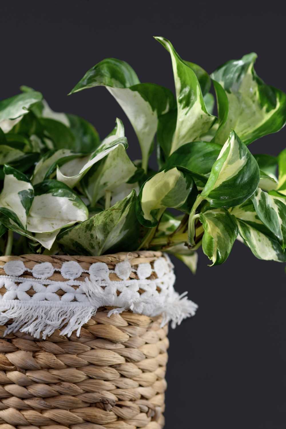 Quick Guide : 8 Types of Pothos as your plant companion