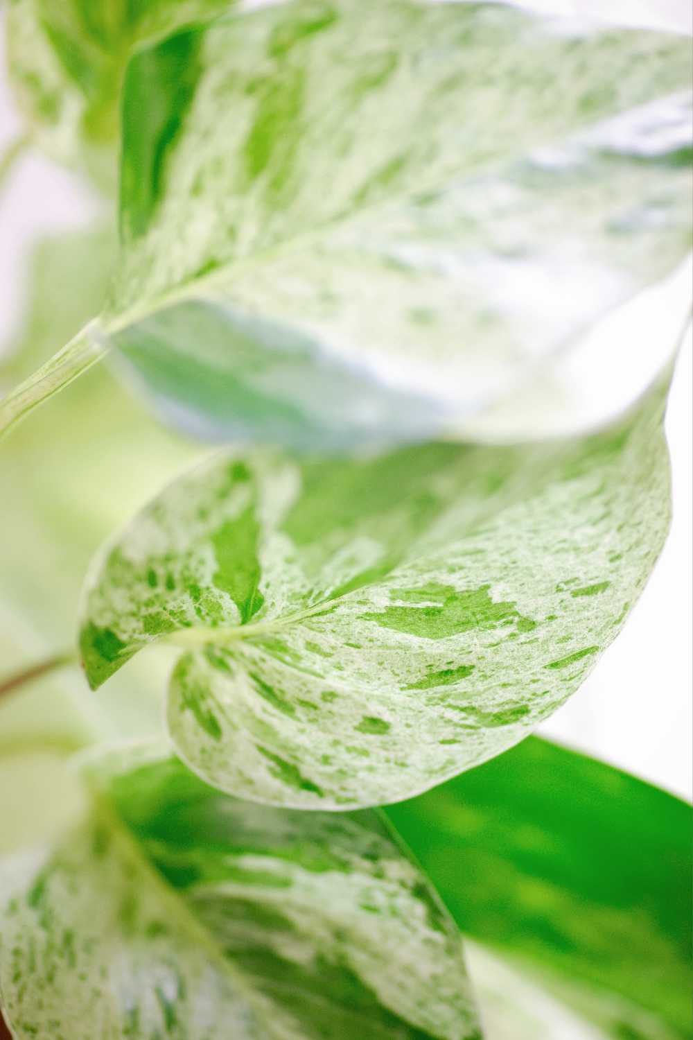 Quick Guide : 8 Types of Pothos as your plant companion